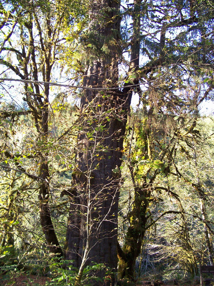 Vancouver Island Big Trees: The San Juan Spruce: Canada's Largest Sitka ...