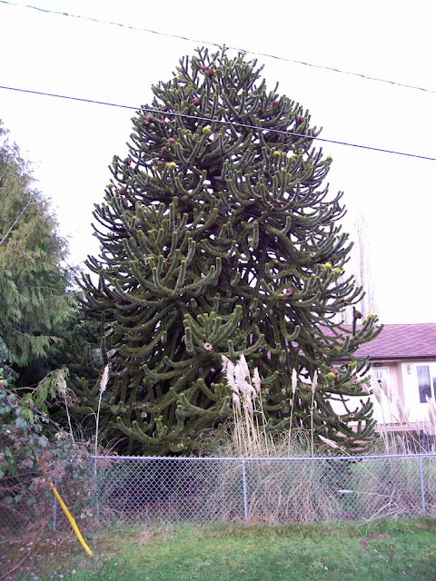 Vancouver Island Big Trees: Urban Exotics: Monkey Puzzle Tree