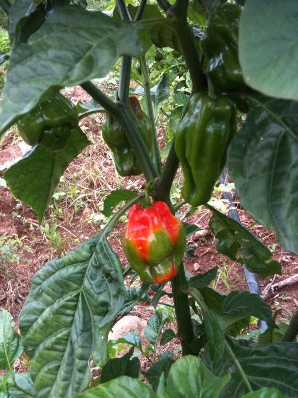 Agroindustria de Arroyo, Inc.: La primera cosecha esta lista