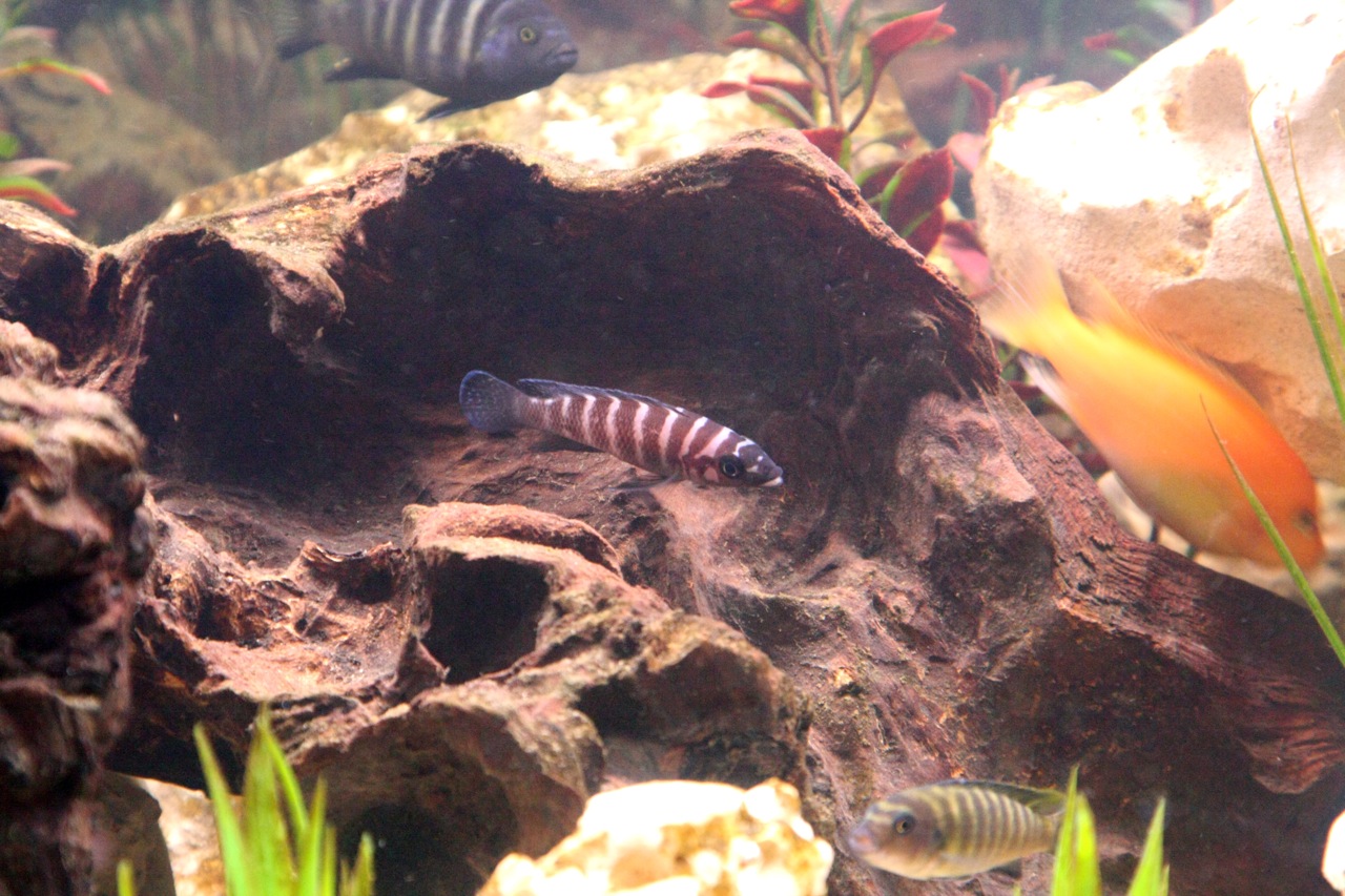 Conner Family Blog: Dorkfish