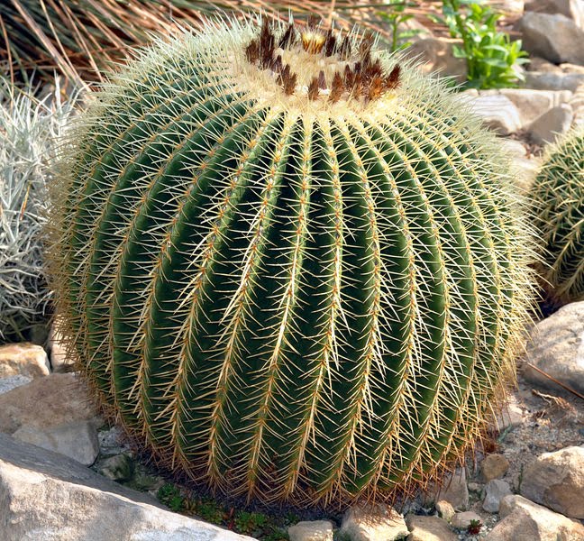 tripleNHtechnology: The Electric Cactus