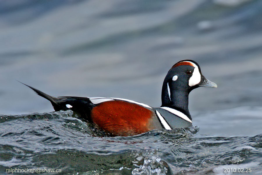 The Backyard Wildbird and Nature Store: November 2010