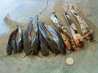Ikan Keli "First Thailand" ?? | Maklumat Pertanian | Maklumat ...