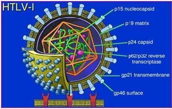 htlv: htlv1