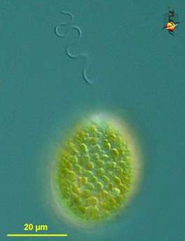 ALGOLOBLOG: Klasa Raphidophyceae