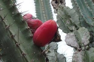 Projeto Sertão.Net: As mil e uma utilidades do Mandacaru