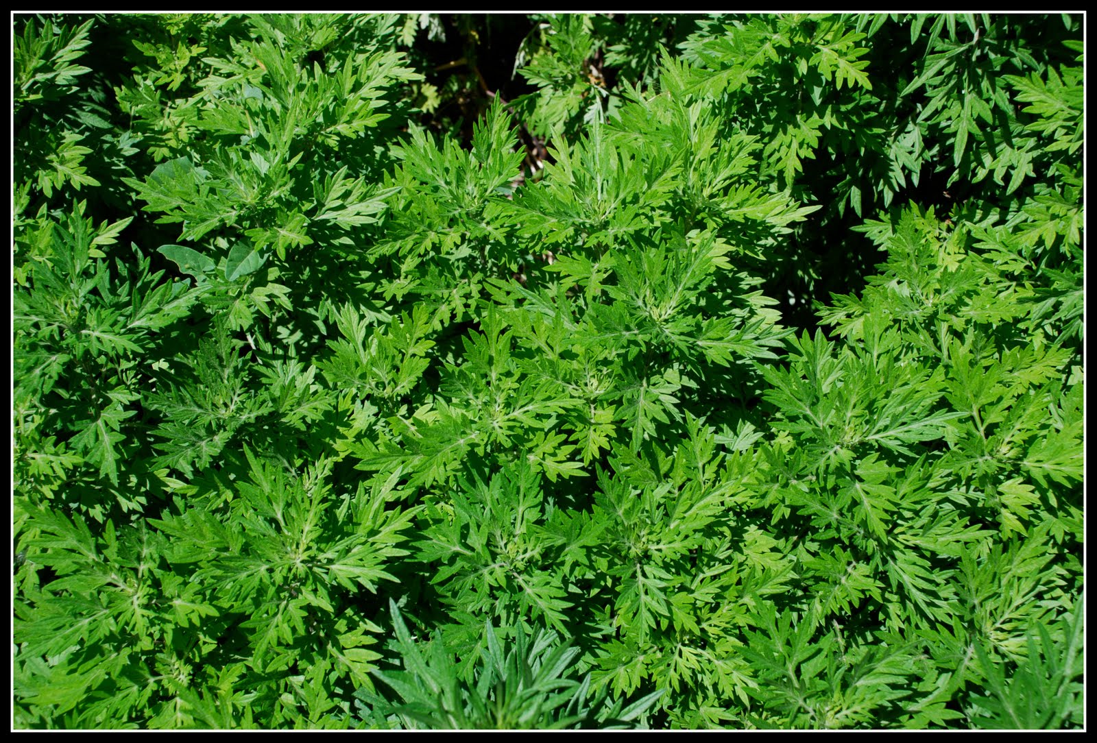 I Want My Umami: Yomogi