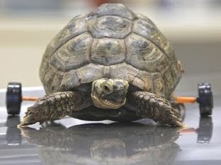 A Través del Uniberto: Una tortuga con ruedas de competición