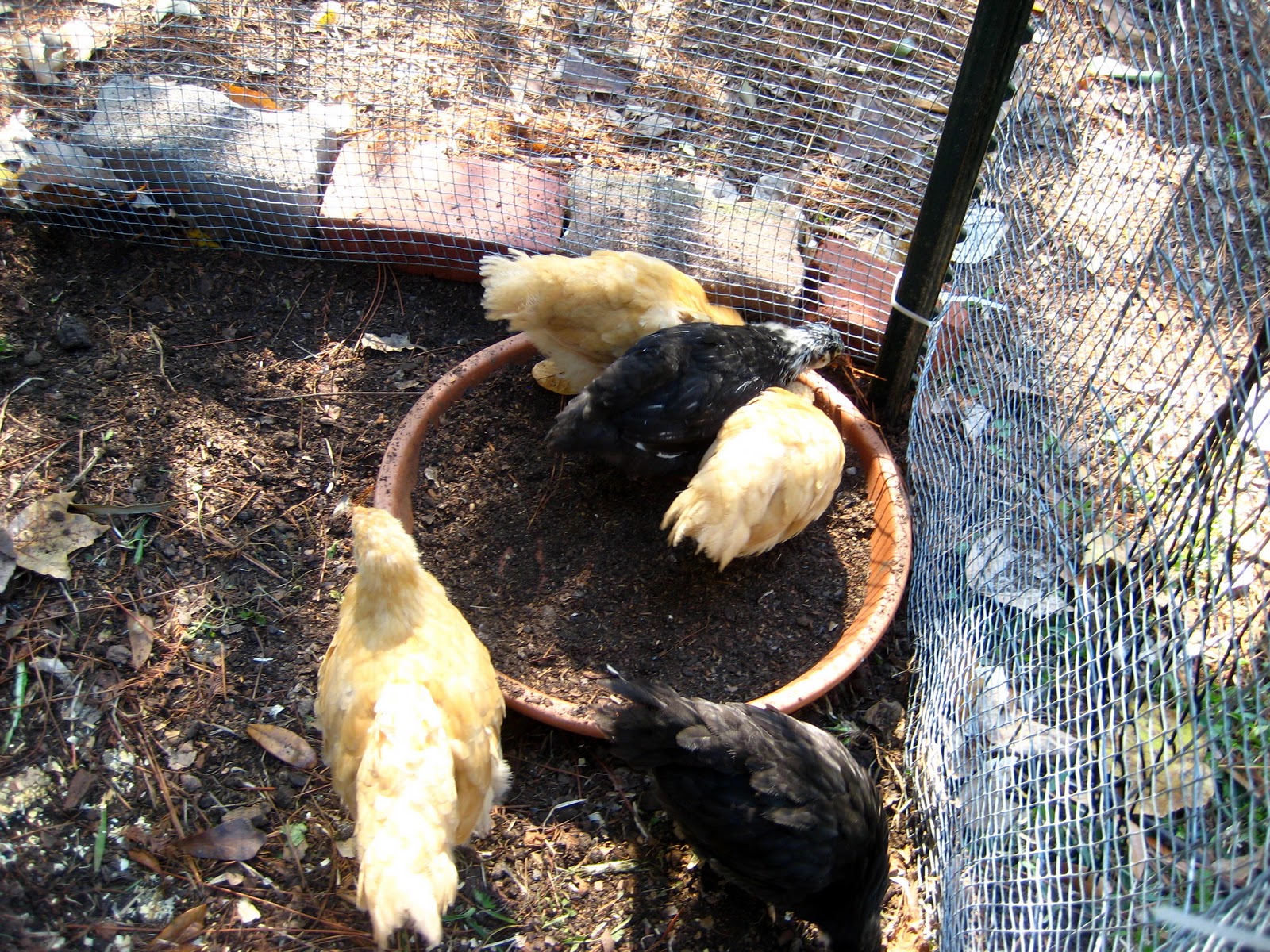 Alternate Roots: Chickens