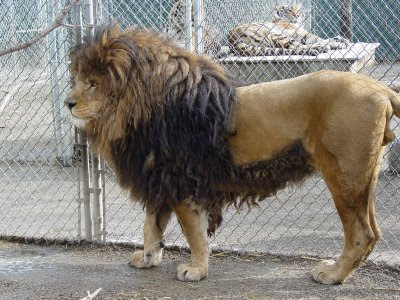 Los Leones: Clases de leones