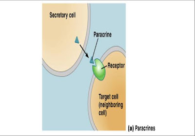 Miss Slow's World: Biology Ch9 →Cell Communication
