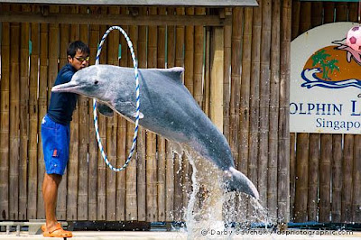 PINK DOLPHIN: Pink dolphin at circus show