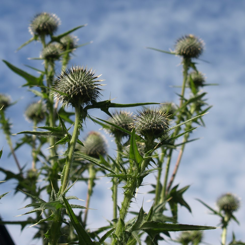 Vilt og vakkert: Havens tistler