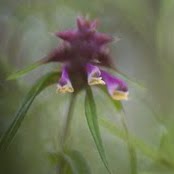 Vilt og vakkert: Huldra