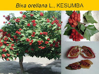 AKASIA LABORATORIUM NATURAL COLOUR'S (PASTA INDIGOFERA NATURAL COLOUR'S ...