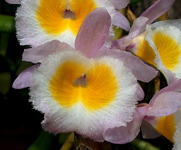 Ricardo's Blog, : Dendrobium primulinum, also known now as Den. polyanthum