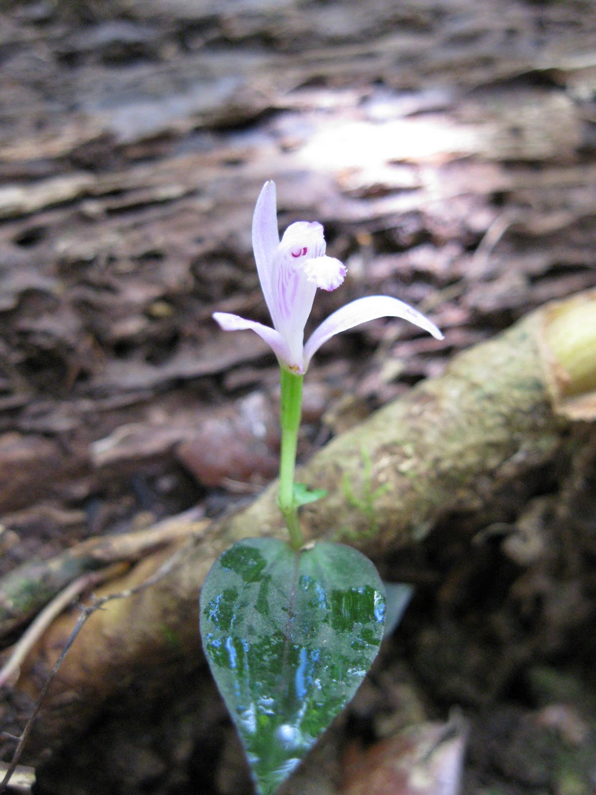Ricardo's Blog, : An extremely rare photo of a Triphora orchid from ...