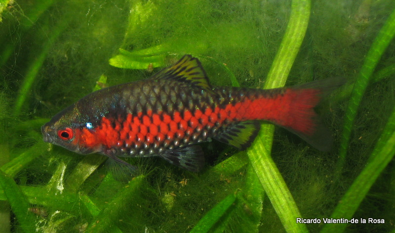 Ricardo's Blog, : El barbo Odessa, Puntius ticto, la belleza obsesiva ...