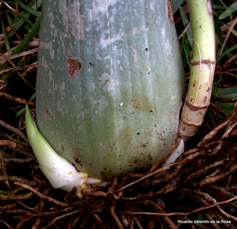 Ricardo's Blog, : Calanthe rubens and Cal. Grouville two terrestrial ...