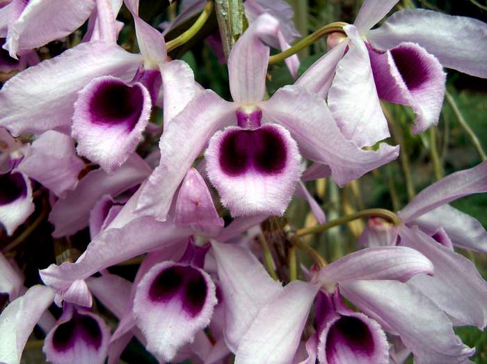 Ricardo's Blog, : Fragrant Dendrobium, ideal for a perfumed tropical garden