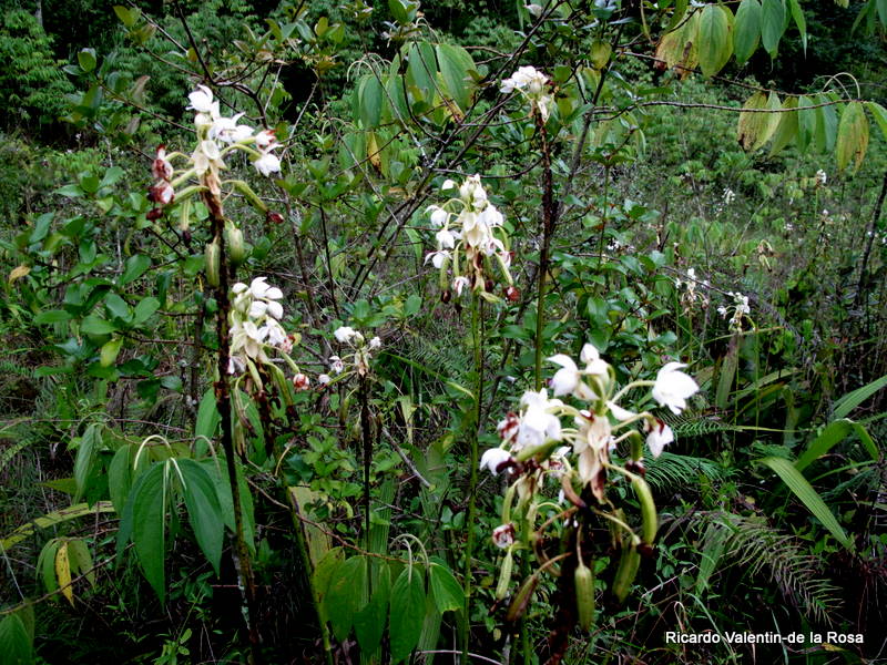 Ricardo's Blog, : Spathoglottis plicata, a weedy invasive exotic orchid ...