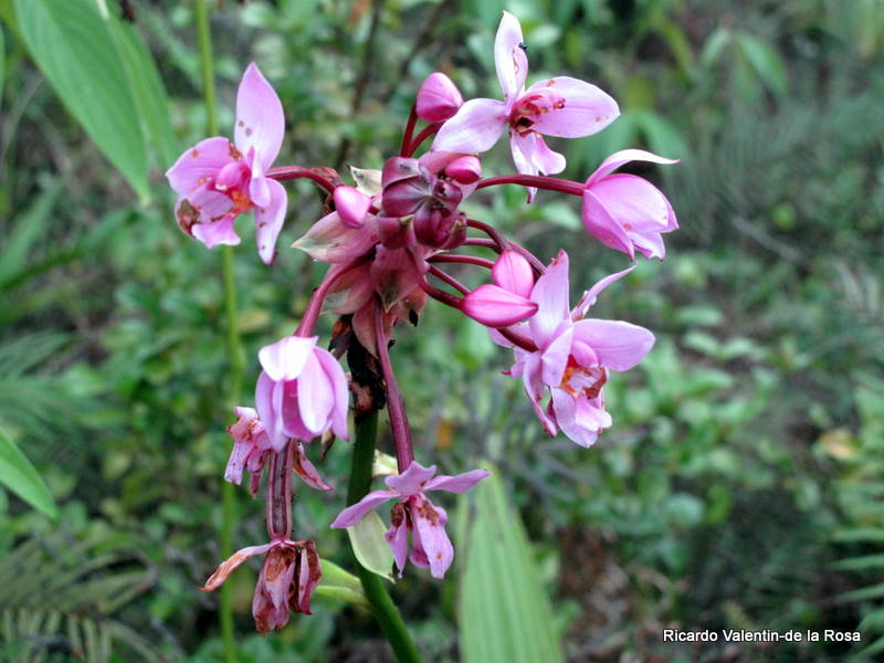 Ricardo's Blog, : Spathoglottis plicata, a weedy invasive exotic orchid ...