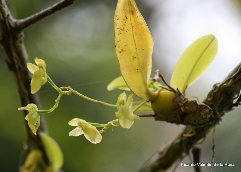Ricardo's Blog, : Leochilus puertoricensis a small epiphytic orchid ...