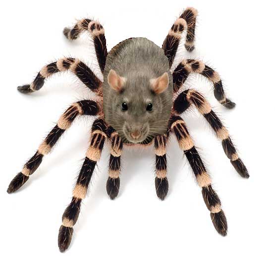 Art & Design: Spider-Mouse