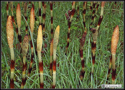 College Life: SEEDLESS VASCULAR PLANTS