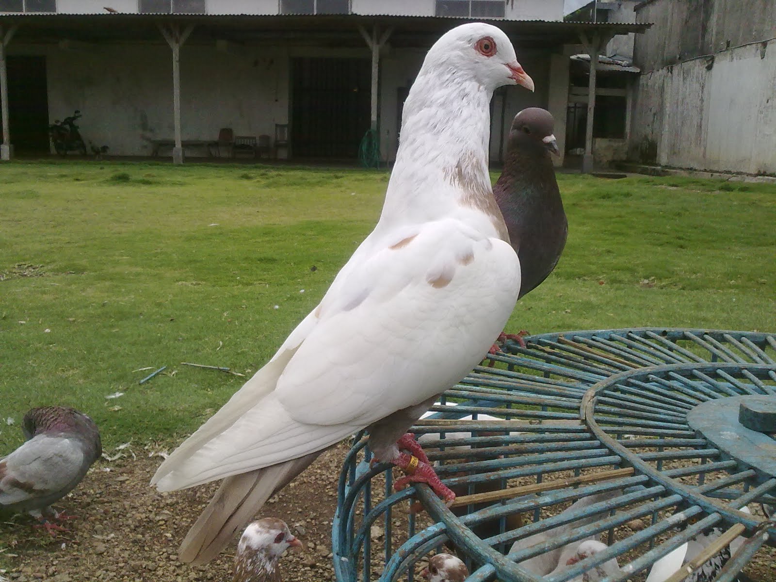 BlueWings YL: Merpati tinggi