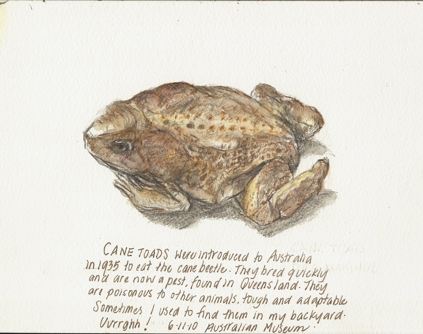 Sketching in Nature: Cane Toad - Alissa Duke