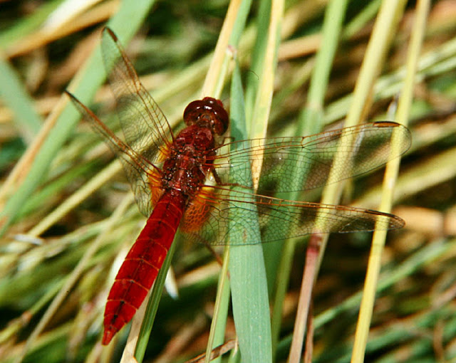 Mark's Odonata Blog