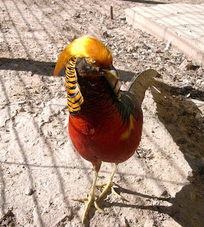 Faisanes: ¿Cual elegir?(AMATEUR)