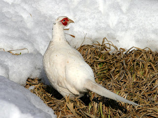 Faisanes: El faisan blanco