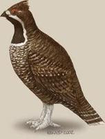Faisanes: Galliformes