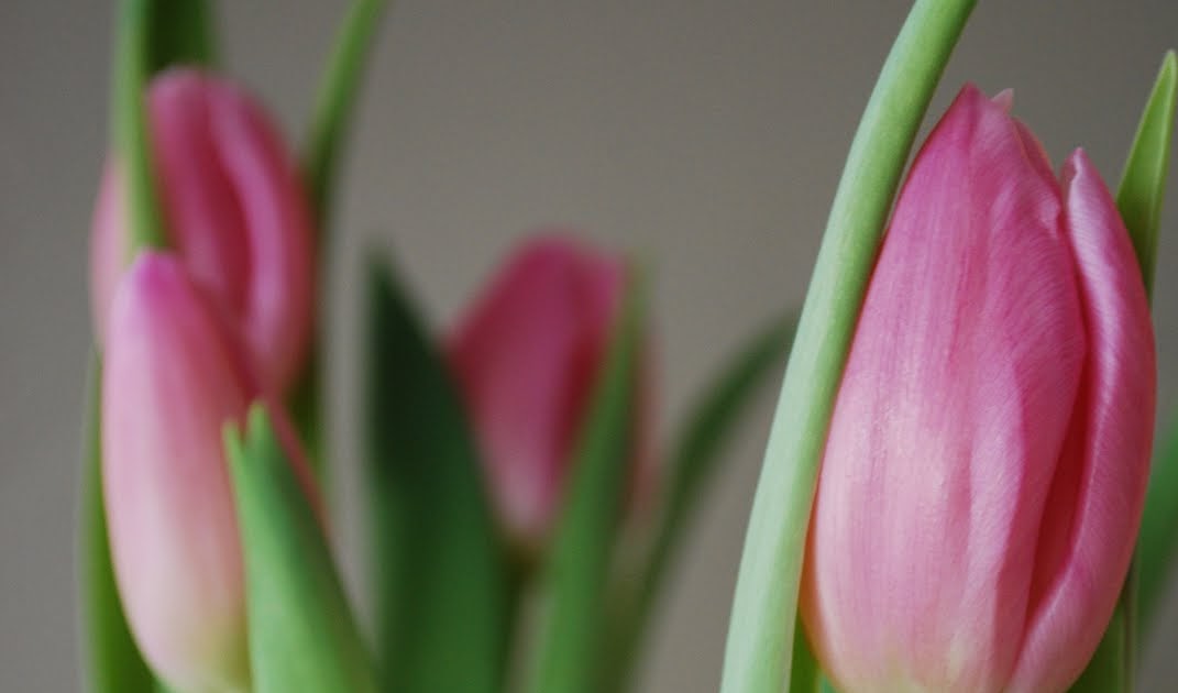 "Isabelle Thornton" Le Chateau des Fleurs: Beauty is nature