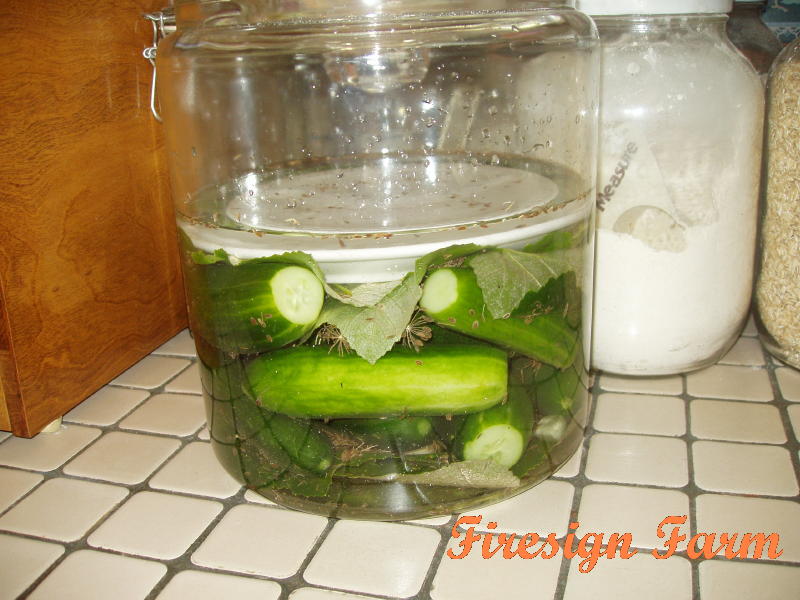 Firesign Farm: Sour Pickle Experiment