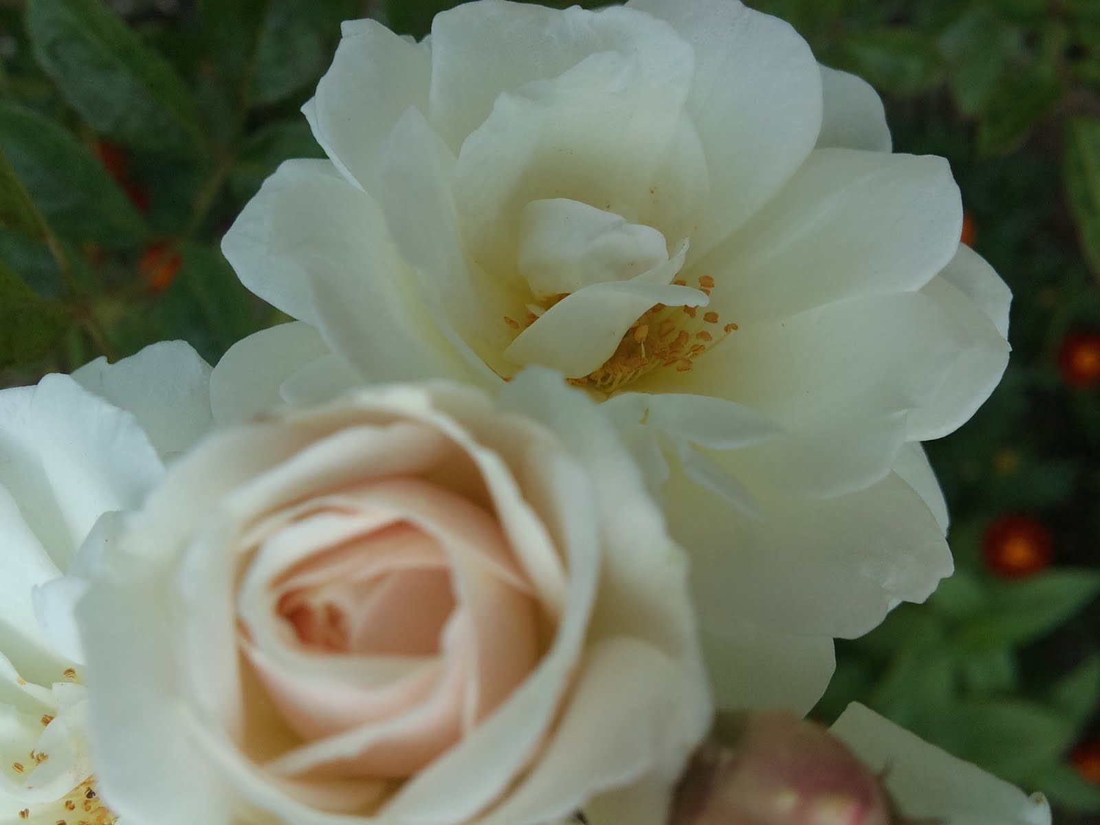 true colour: LOVE WHITE ROSE