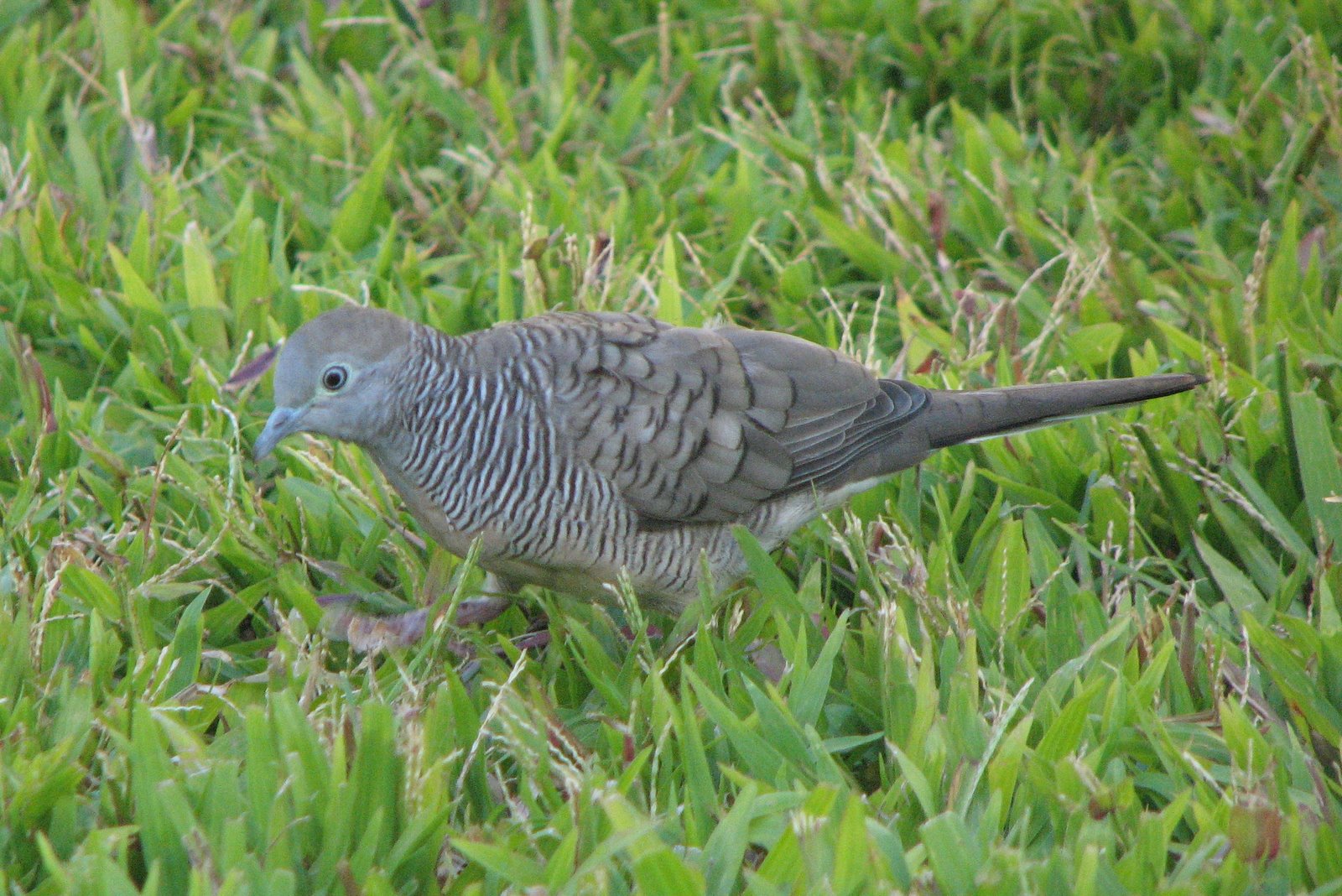 Andy Frank: Spotted and Zebra Doves, Hawaii