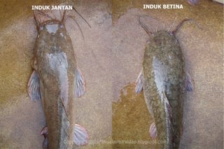 Ciri-Ciri Kematangan Induk Keli ~ KELI SABAH | Blog Tutorial Ternakan Ikan Keli