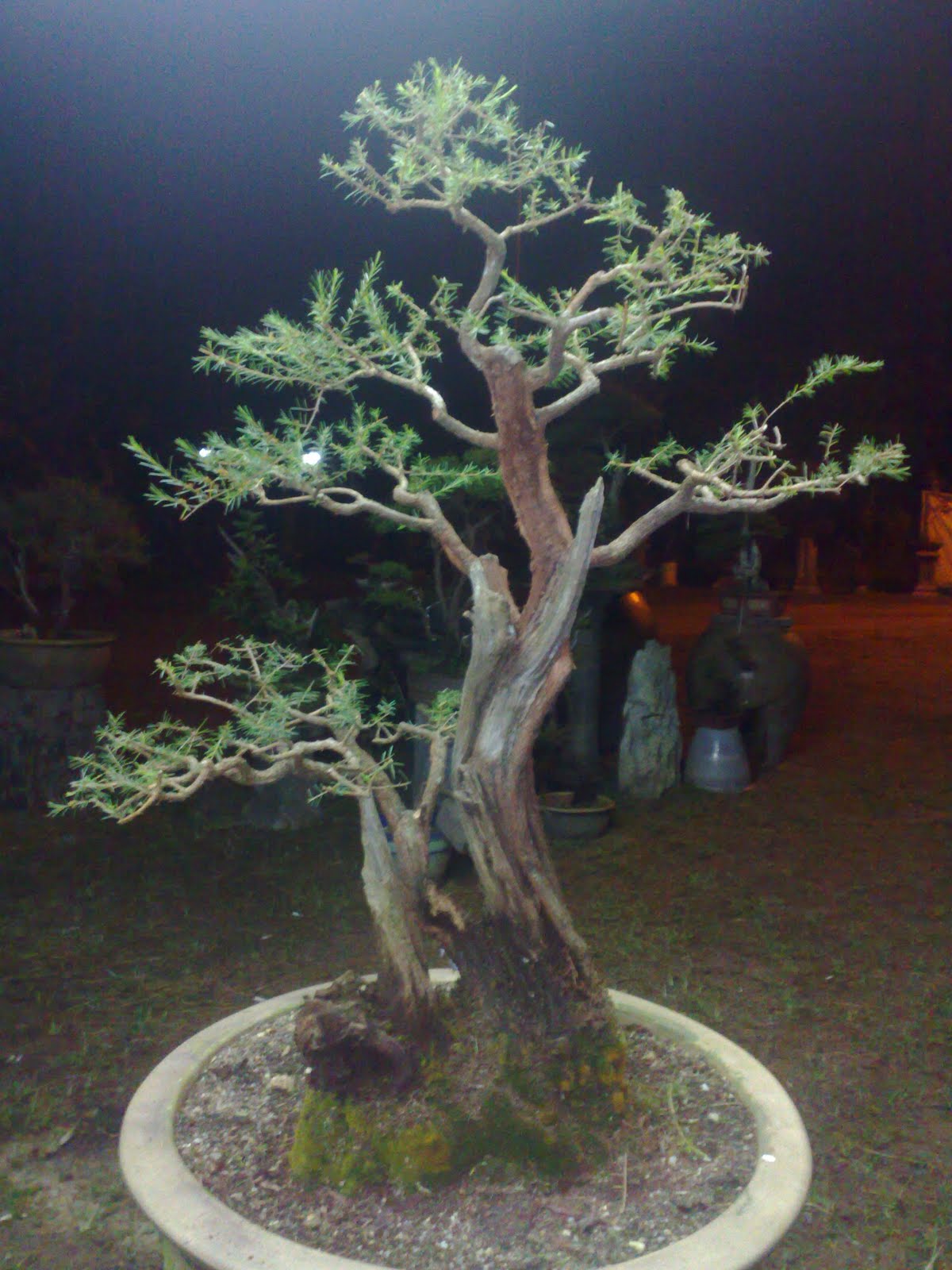 Mat Yie Garden: CUCUR ATAP / BEACKEA FRUTESCENS- DLM PROSES PENYIAPAN