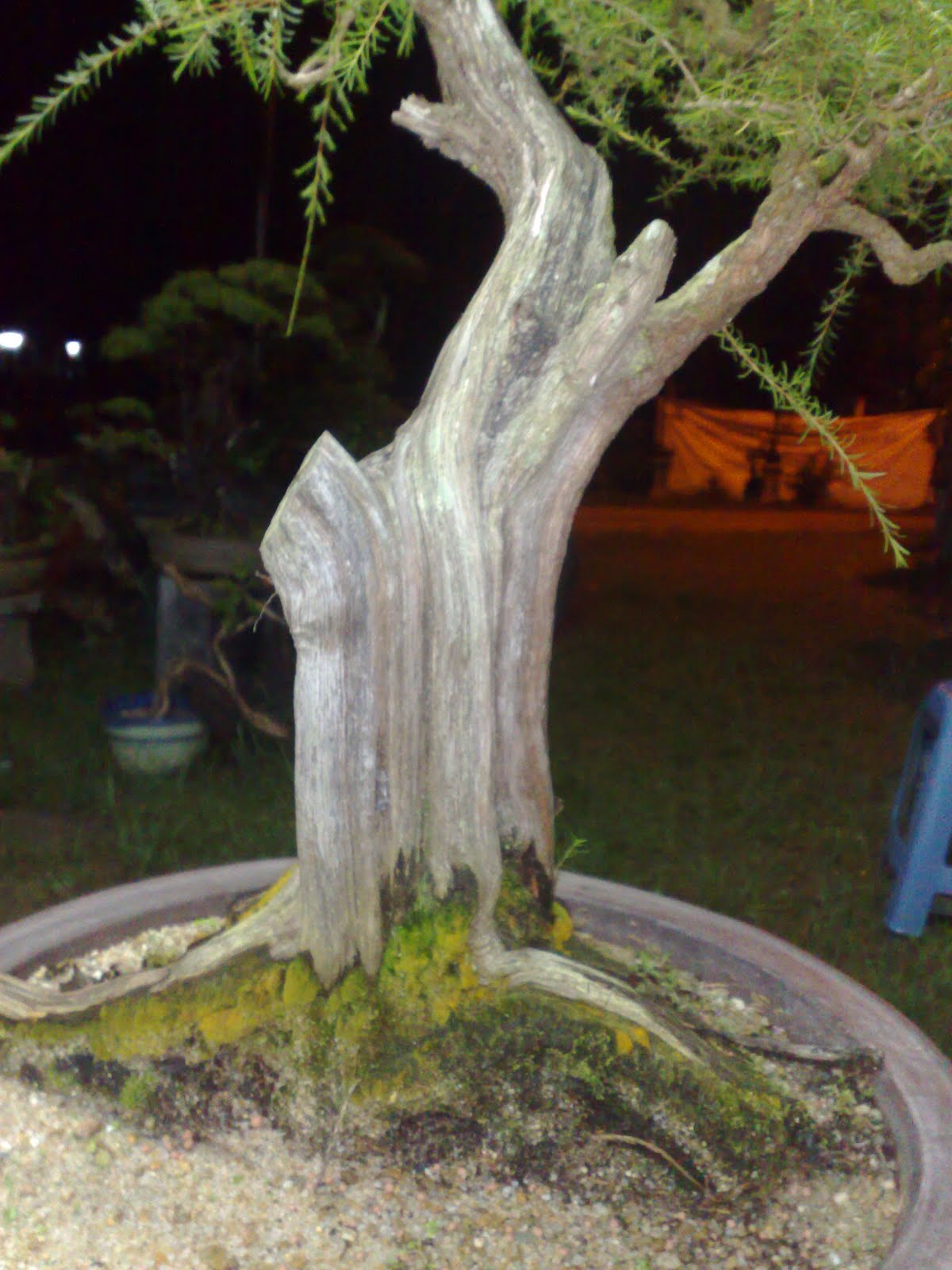 Mat Yie Garden: CUCUR ATAP / BEACKEA FRUTESCENS - MEMBAIKI JIN DAN SHARI