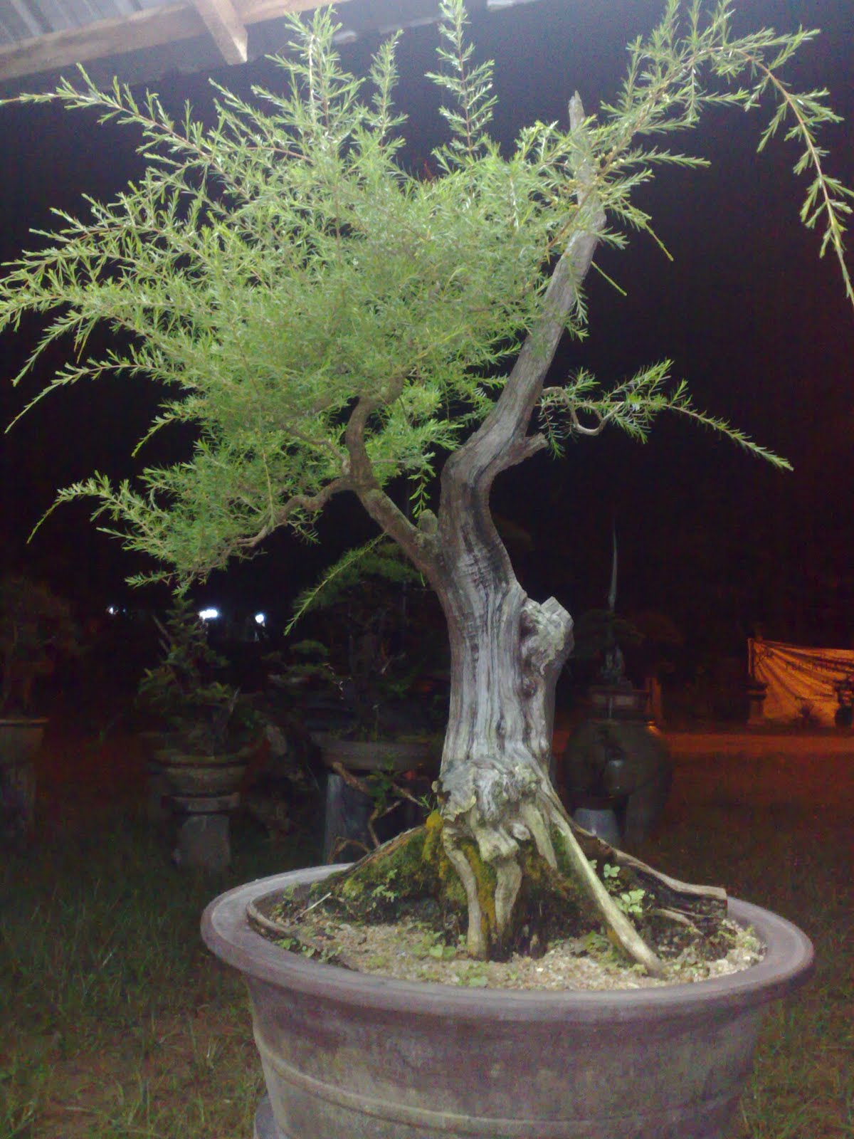 Mat Yie Garden: CUCUR ATAP / BEACKEA FRUTESCENS - MEMBAIKI JIN DAN SHARI