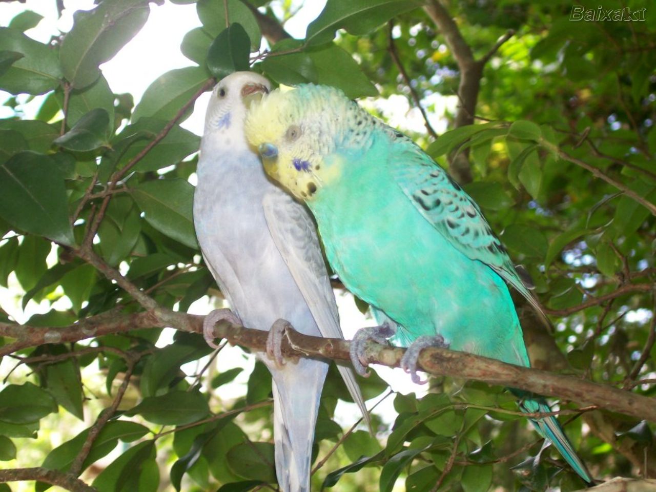 Periquitos: Apreciem algumas fotos de periquitos