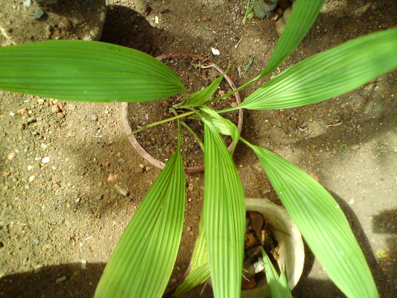 Fred Omar optom.: The Miracle of Lemba ( Molineria latifolia ) !