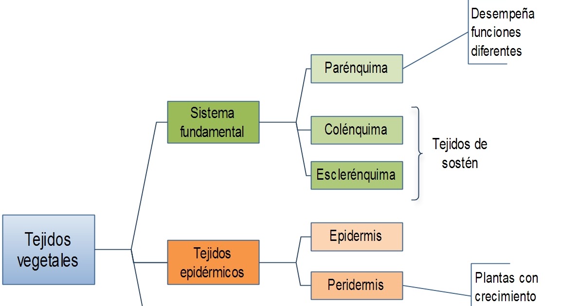 B.log.ia 2.0: Anatomía y fisiología vegetal I: Tipos de tejidos vegetales