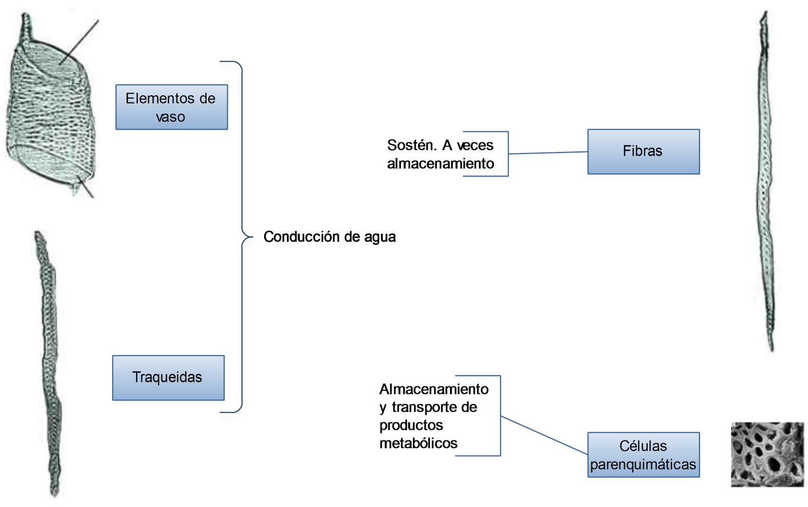 B.log.ia 2.0: Anatomía y fisiología vegetal III: estructuras implicadas ...