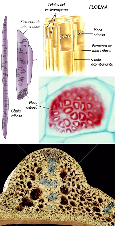 B.log.ia 2.0: Anatomía y fisiología vegetal III: estructuras implicadas ...