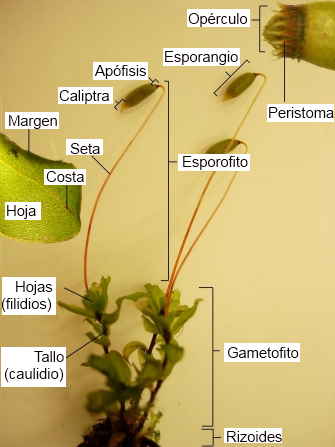 B.log.ia 2.0: Reproducción sexual y ciclos de vida I: briofitos y ...