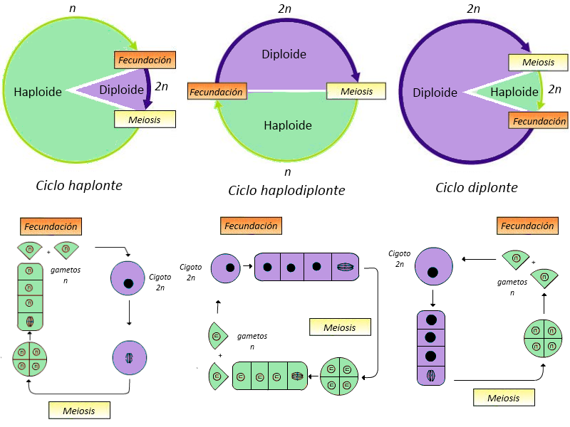B.log.ia 2.0: Reproducción sexual y ciclos de vida I: briofitos y ...
